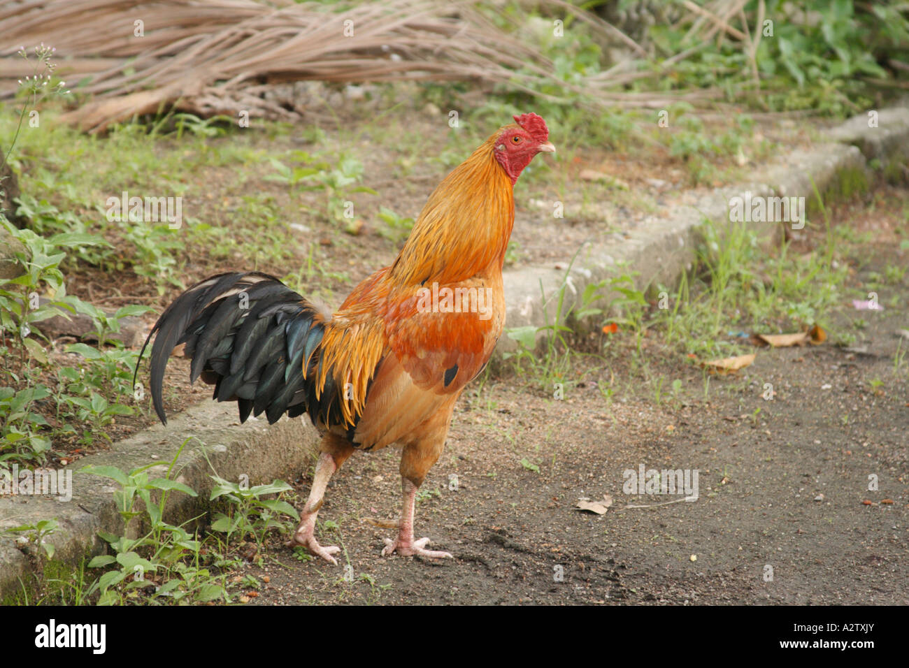 宋紫山筆 嵐に鶏図 rooster in hi-res stock photography and images - Alamy