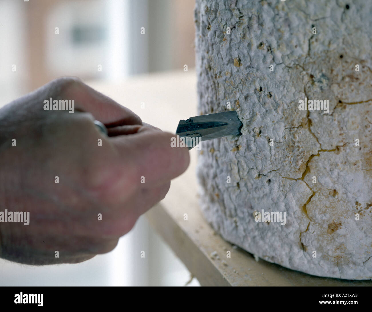 the rind of a young maturing stilton cheese on wooden shelf in factory ...