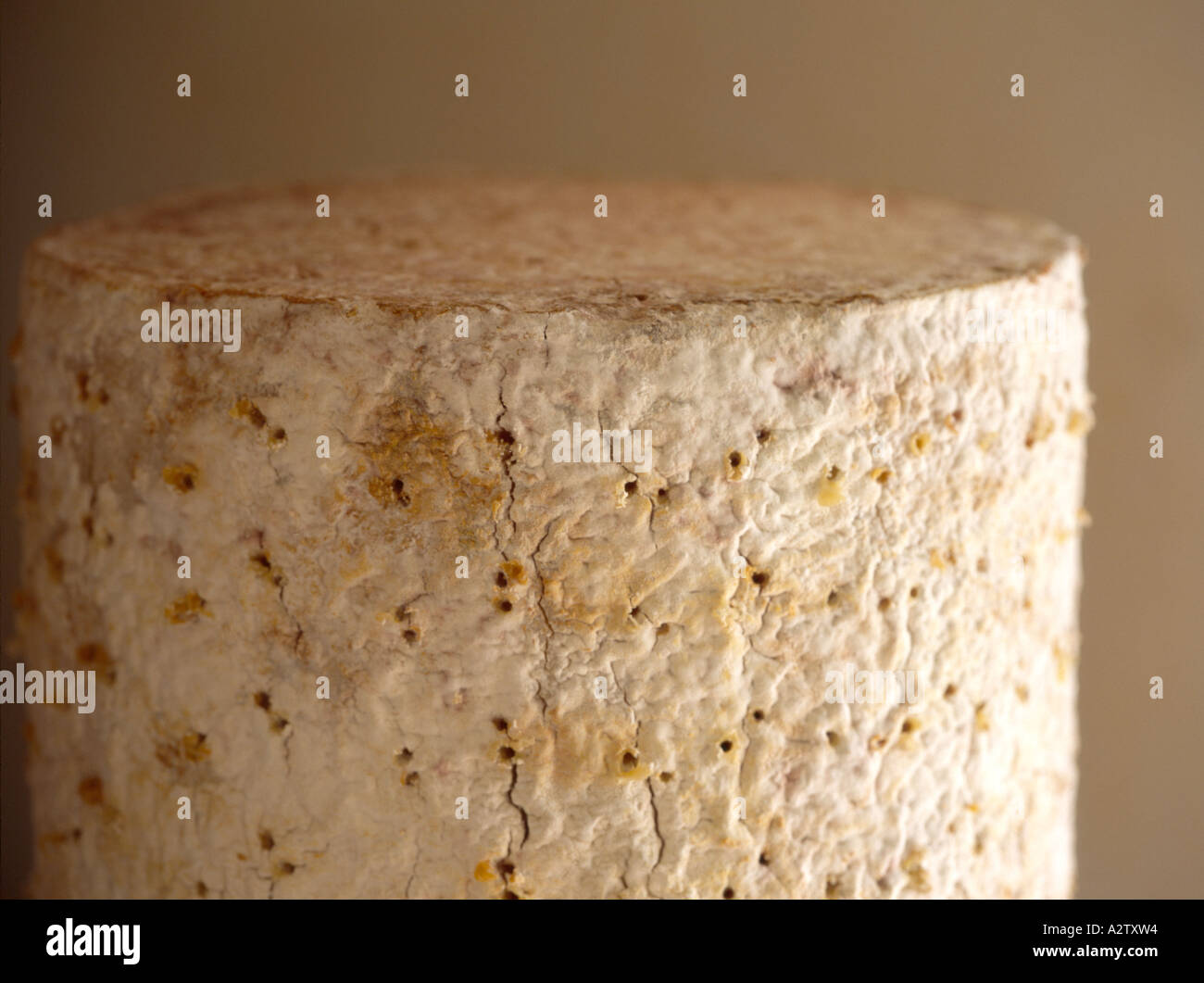 the rind of a young maturing stilton cheese showing the piecing hole ...