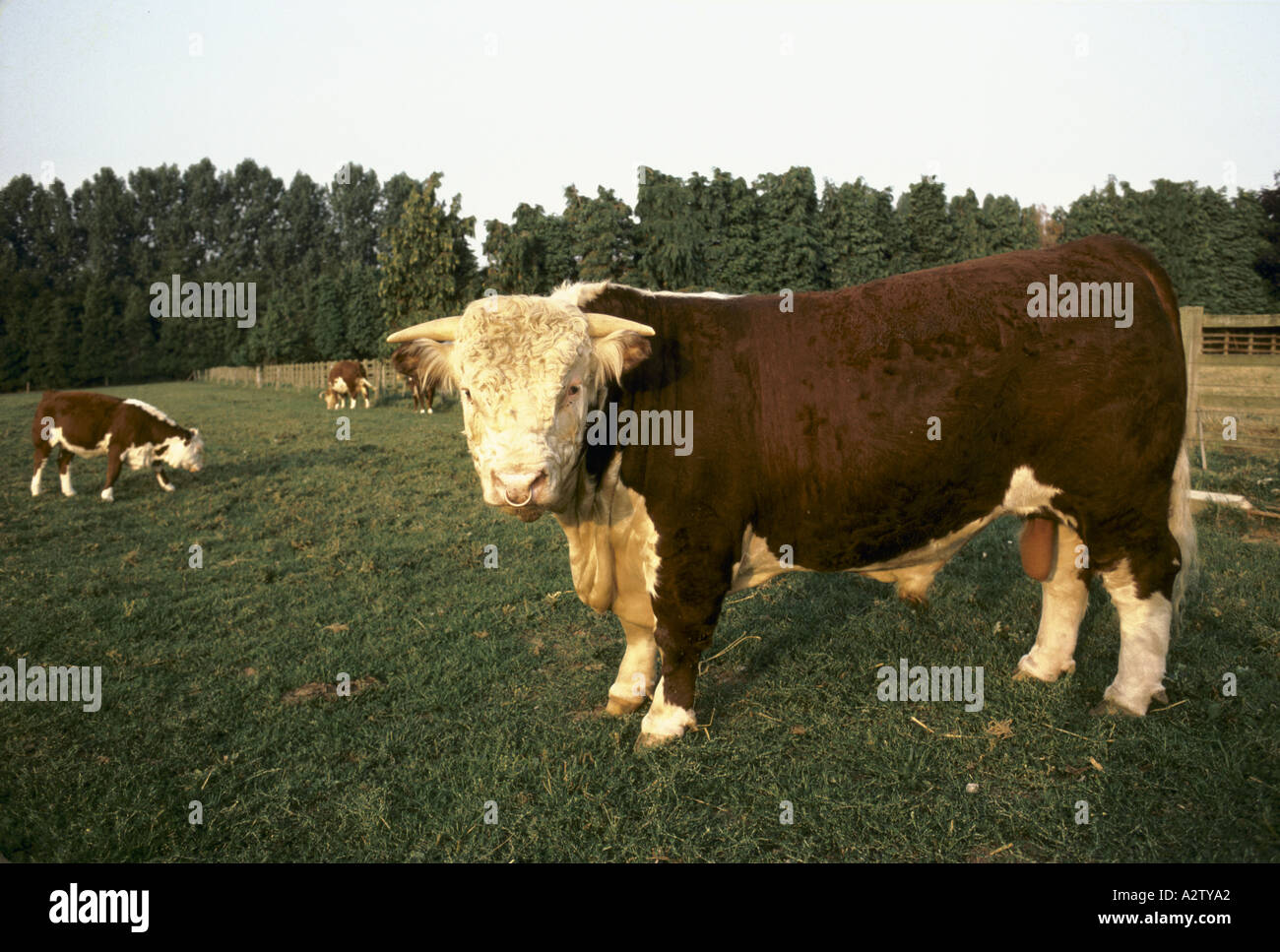 cattle in field Stock Photo - Alamy