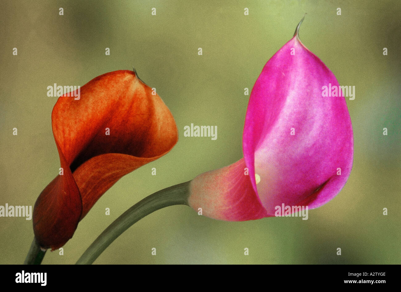Two calla lilies hi-res stock photography and images - Alamy