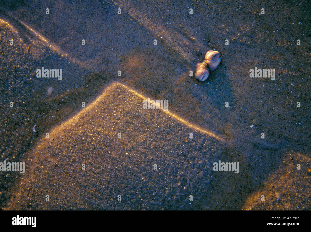 Sand and Shells Stock Photo - Alamy