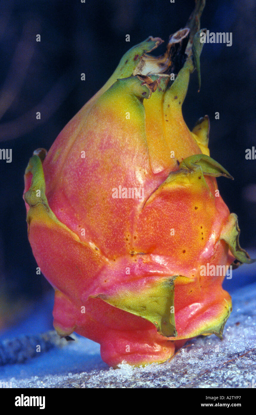 Red pitahayas hi-res stock photography and images - Alamy