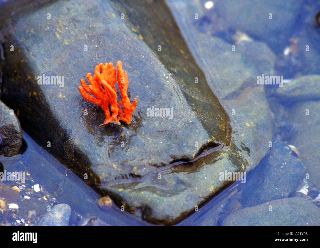Red Coral on Rock Stock Photo - Alamy