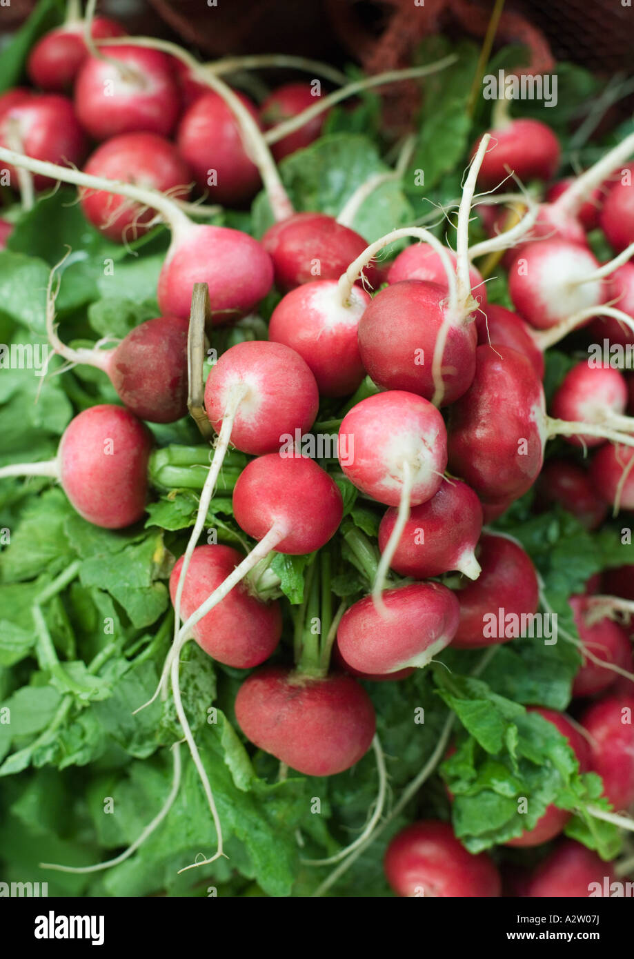 Bunches of radishes Stock Photo - Alamy