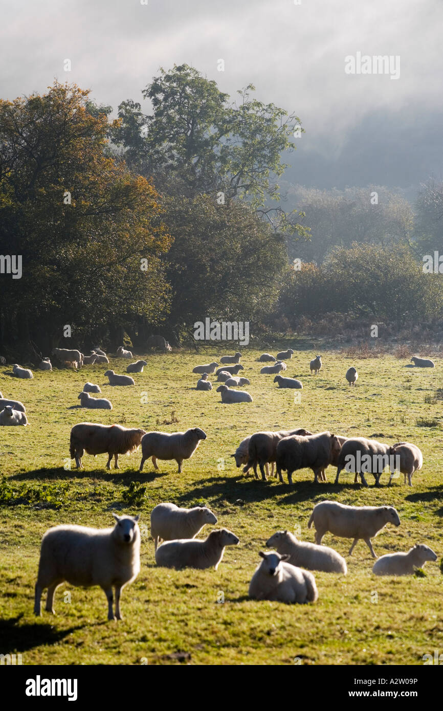 Flock of sheep near Talybont-on-Usk, Brecon Beacons NP Stock Photo - Alamy