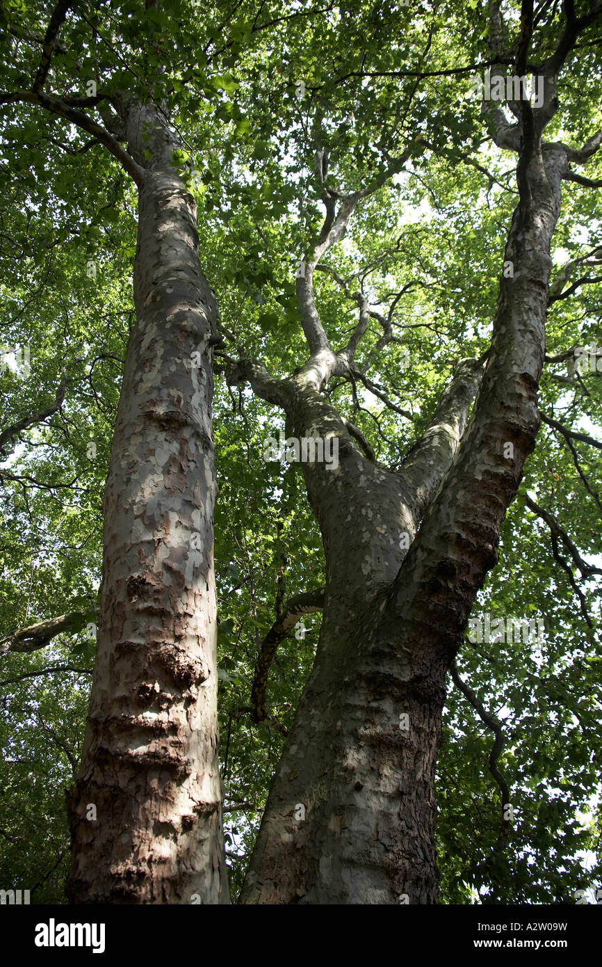 Plane trees against the sky in Mount Street gardens in late summer in ...
