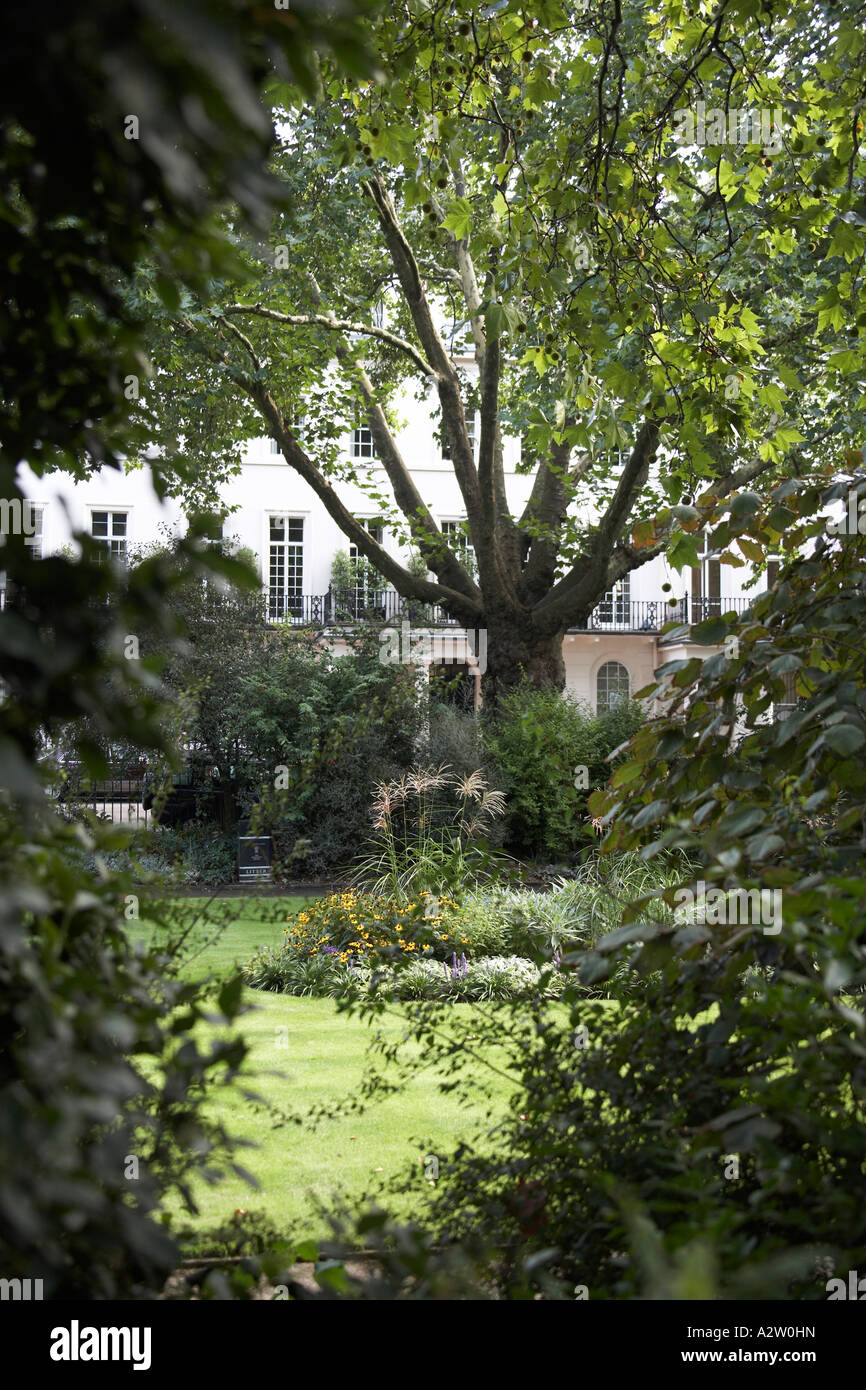 Plane tree and flowers in private gardens of Eaton Square in Belgravia ...