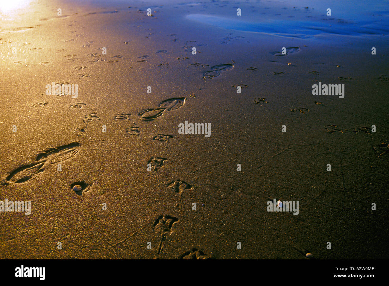 Footprints in Wet Sand Stock Photo - Alamy