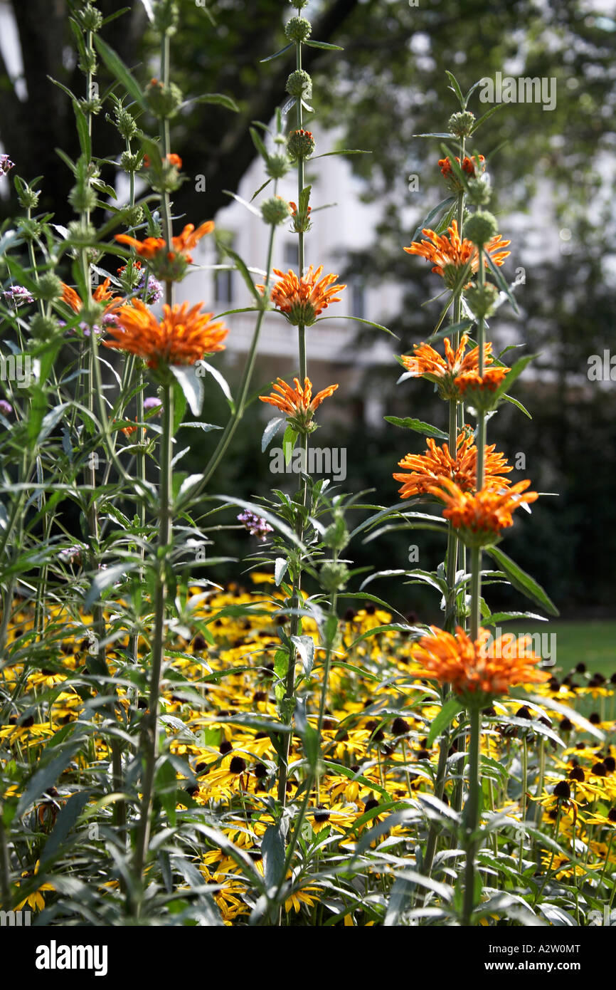 Leonotis leonorus orange flowers in private gardens of Eaton Square in ...