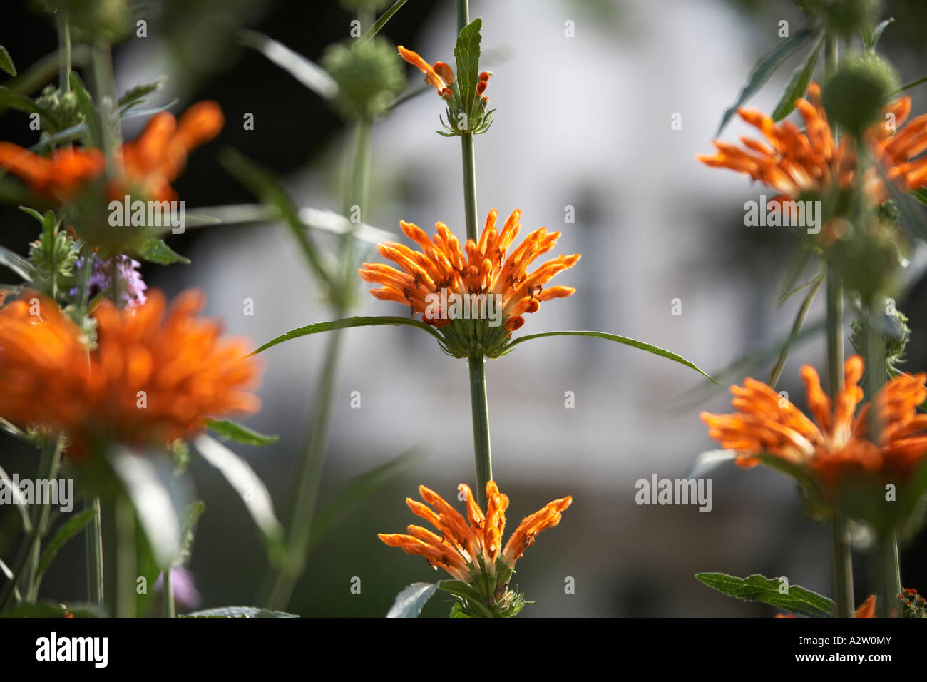 Leonotis leonorus orange flowers in private gardens of Eaton Square in ...