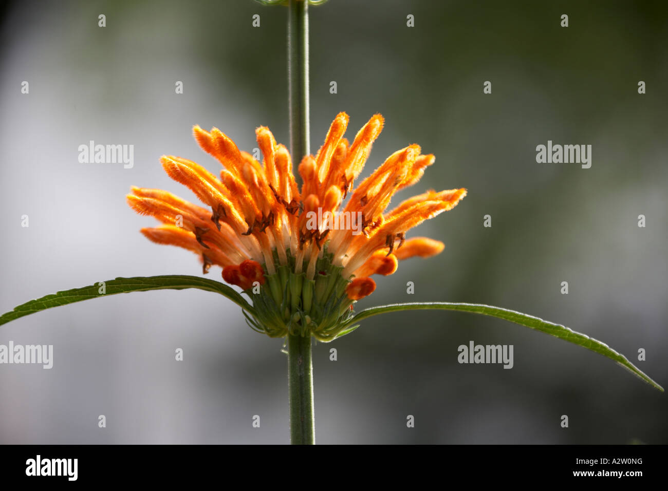 Leonotis leonorus orange flowers in private gardens of Eaton Square in ...