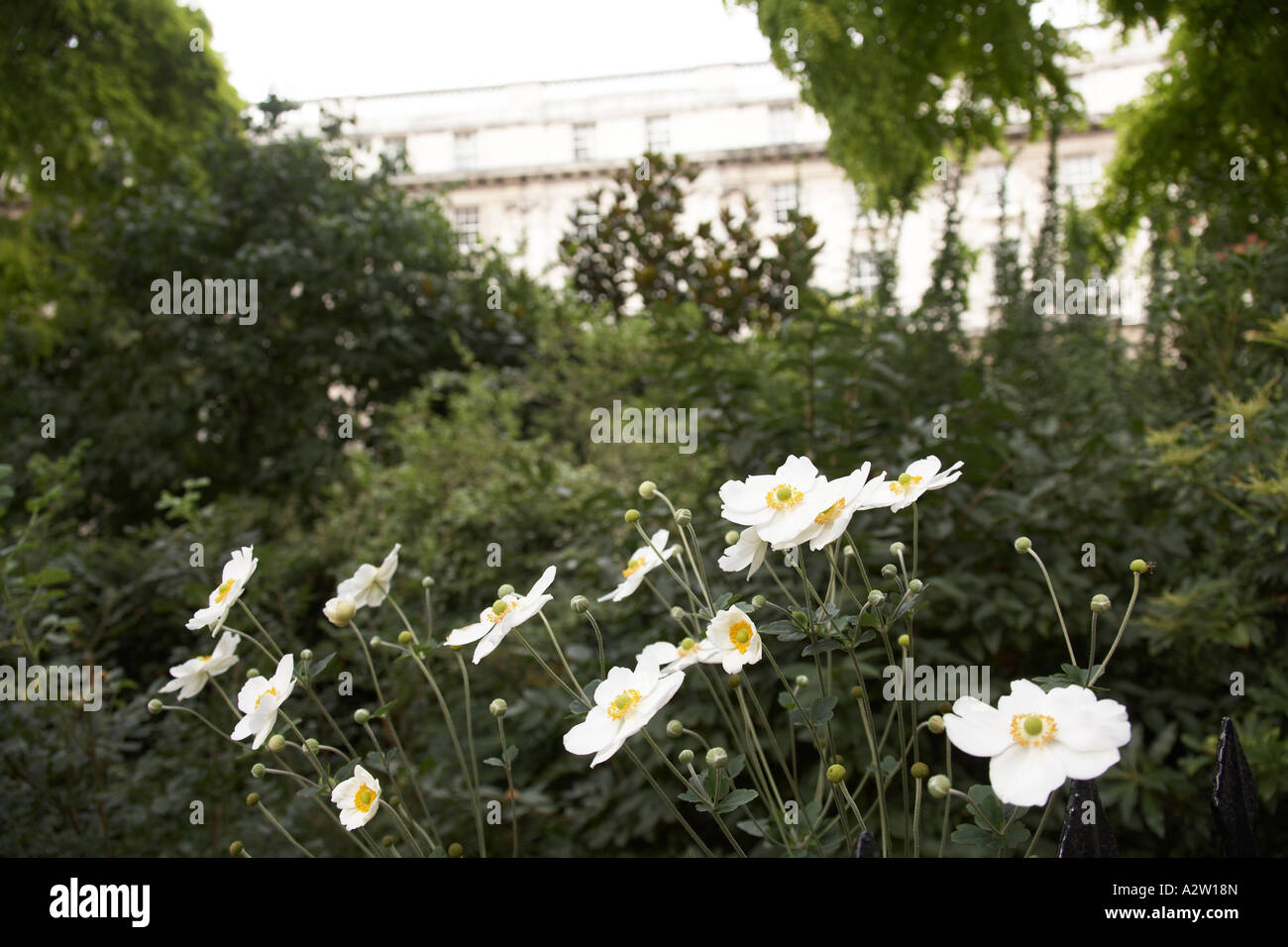 White flowers in private gardens of Wilton Crescent in Belgravia London ...