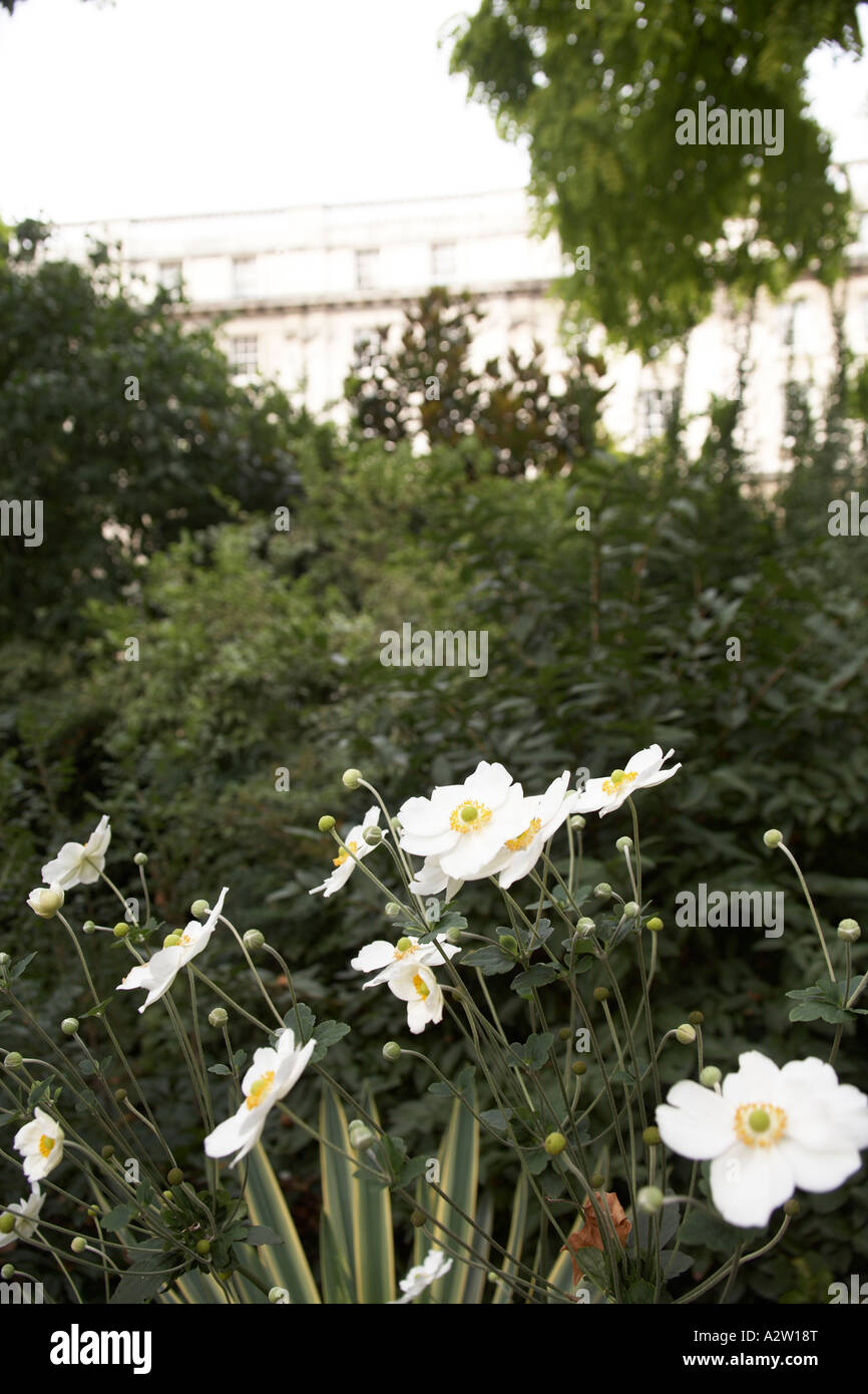 White flowers in private gardens of Wilton Crescent in Belgravia London ...
