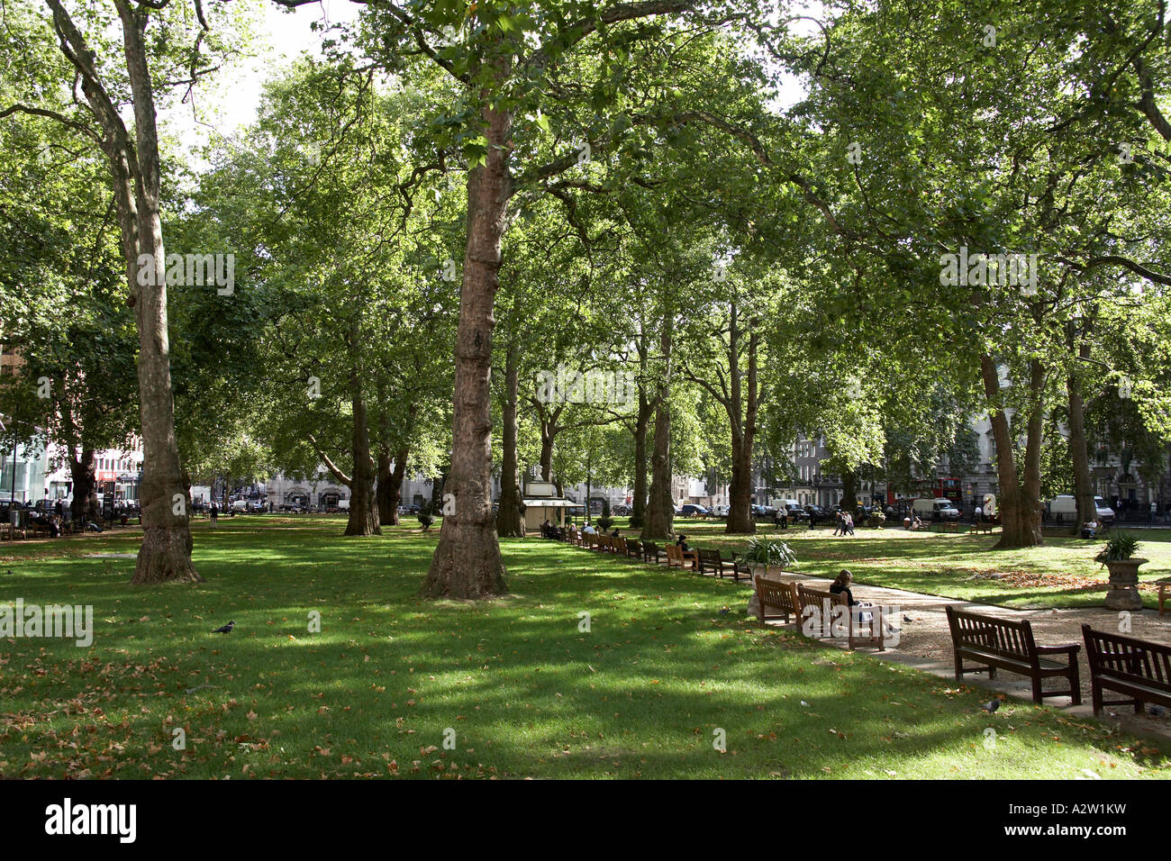 Berkeley square trees hi-res stock photography and images - Alamy