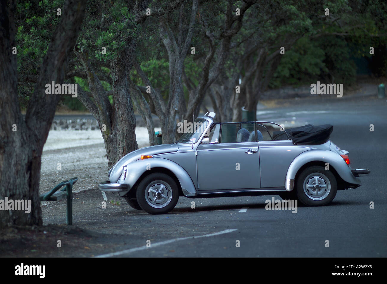 Diamond beetle hi-res stock photography and images - Alamy