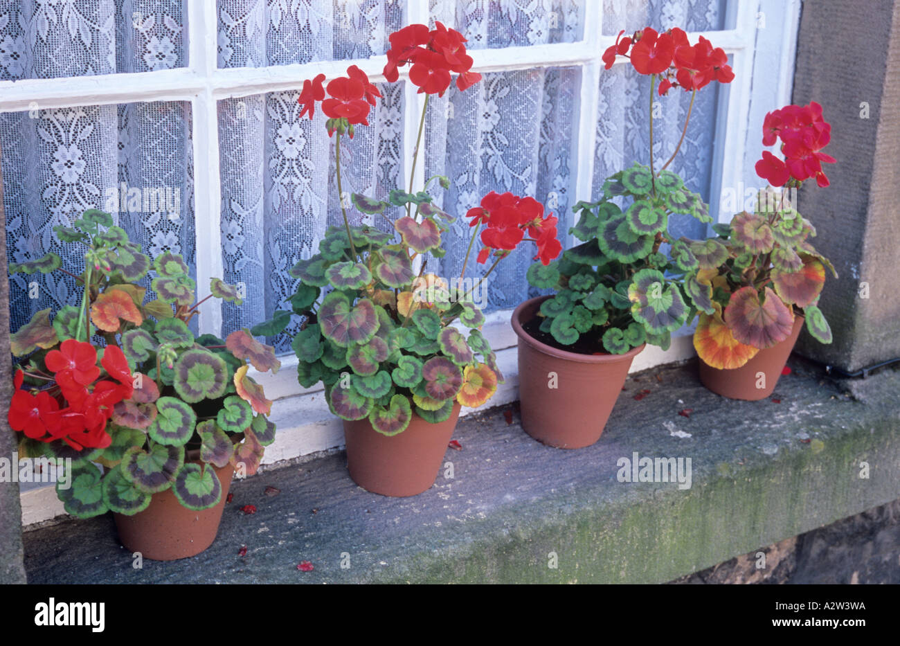 Four pots of red flowering Geraniums or Pelargonium hortorum hybrid on ...