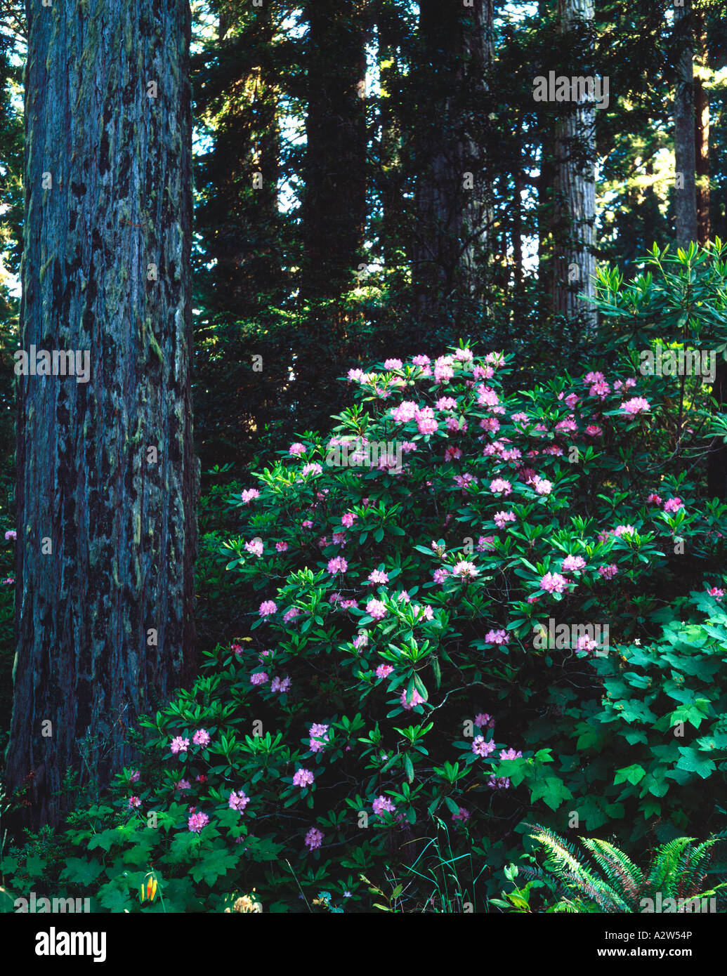 Towering Redwood trees tower over colorful blooms of native ...