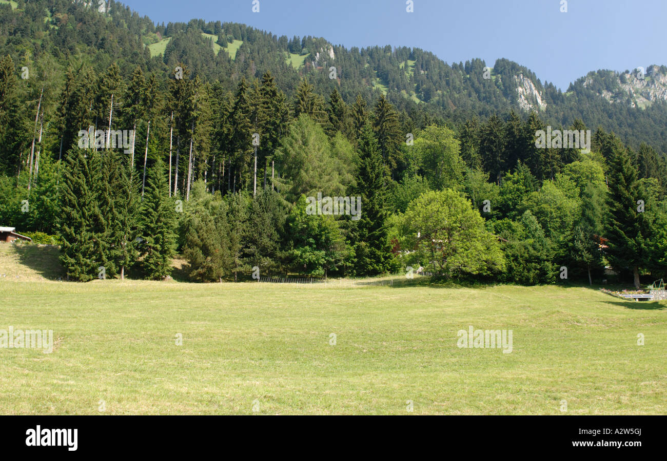 Luan tree hi-res stock photography and images - Alamy