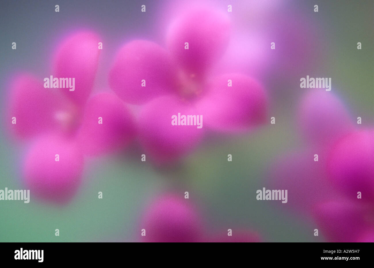 Deep pink flowers hi-res stock photography and images - Alamy