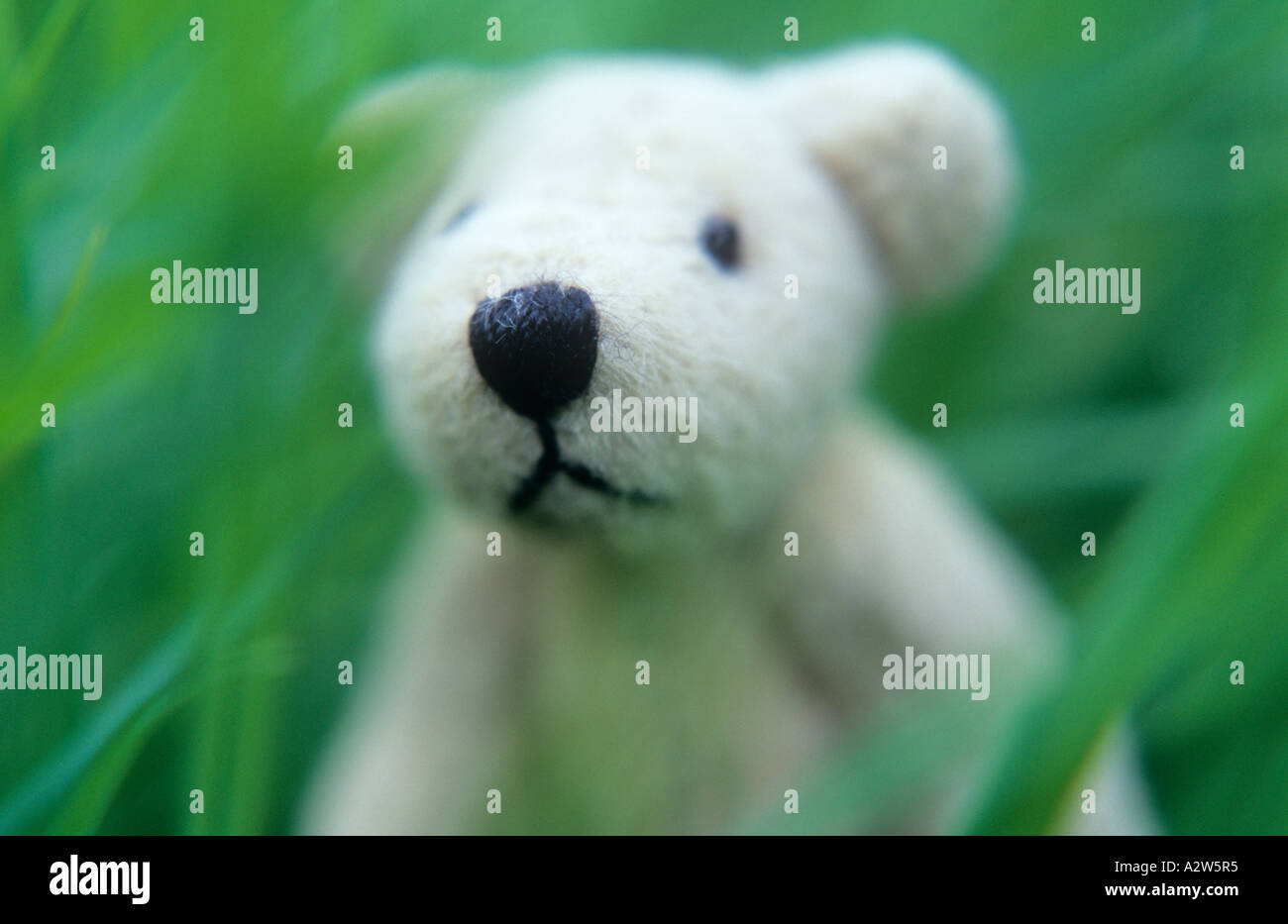 Close up of an intrepid small beige teddy bear marching or lost or ...