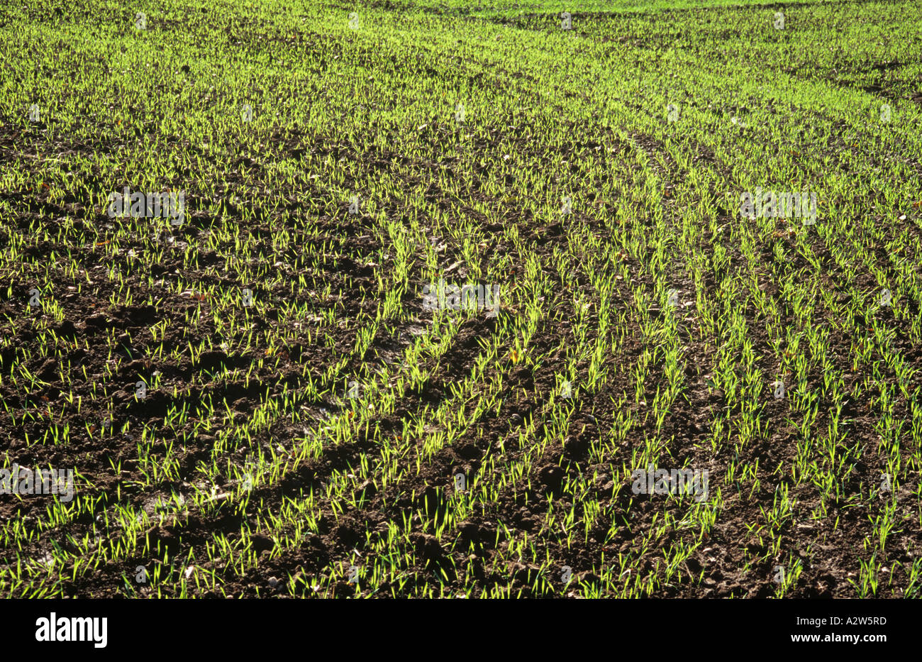 Germinating barley hi-res stock photography and images - Alamy