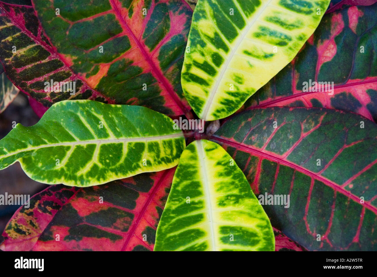 Green croton leaves hi-res stock photography and images - Alamy