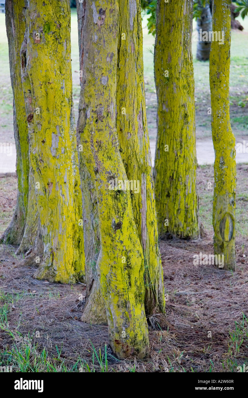 Trunks of Pinewood Trees Stock Photo - Alamy