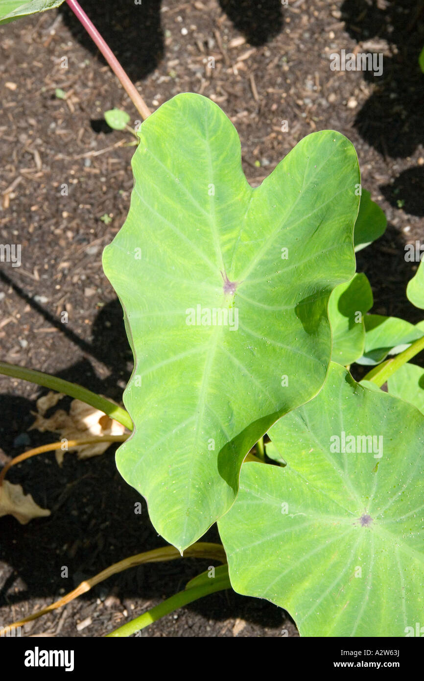 Taro or Kalo plant Stock Photo - Alamy