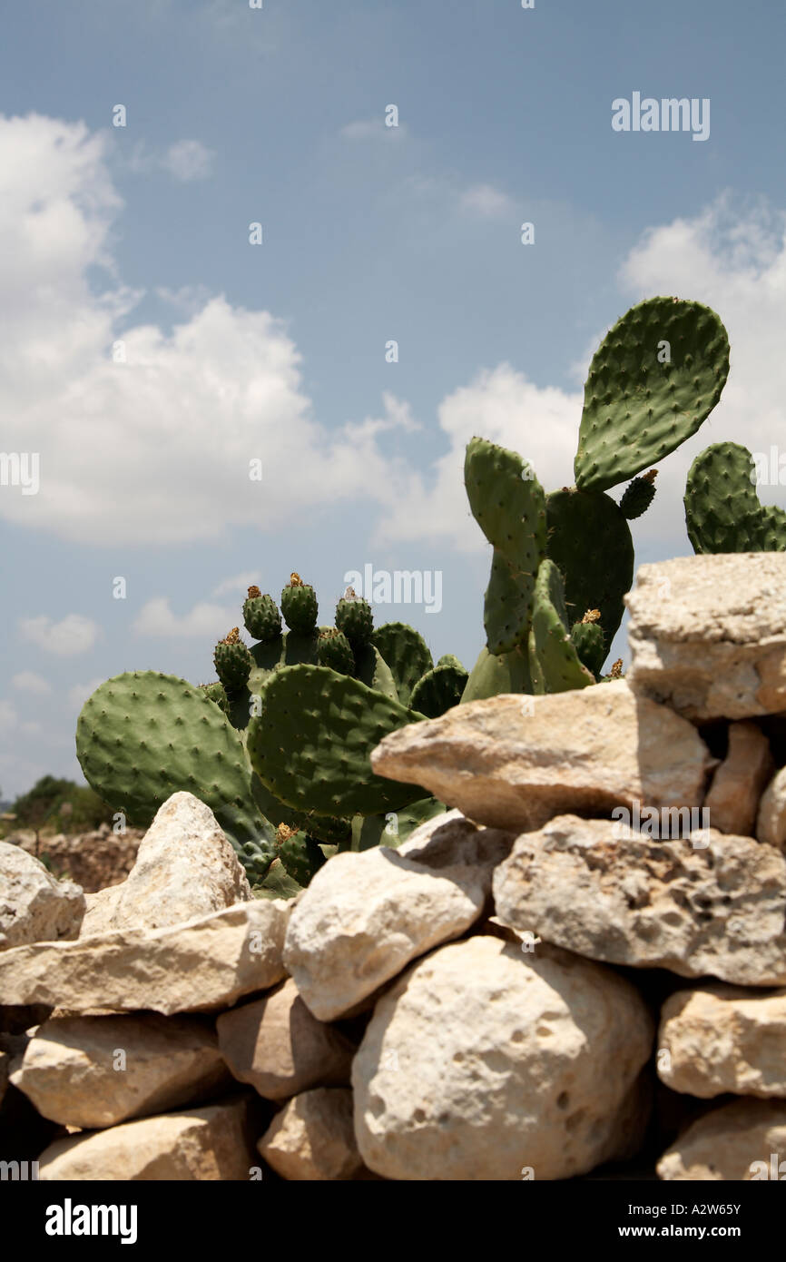Prickly pear cactus near Hagar Qim temple Malta Stock Photo - Alamy