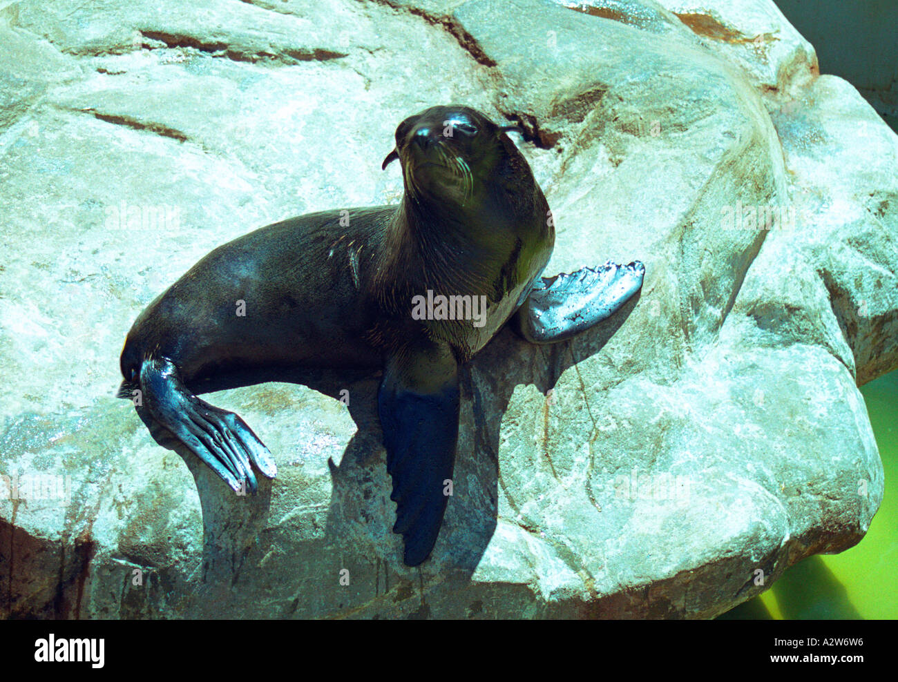 Stock photo of a seal posing for the camera Argentina Stock Photo - Alamy