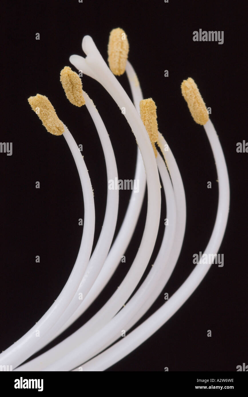 Amarillas Stamen and Carpel Stock Photo - Alamy