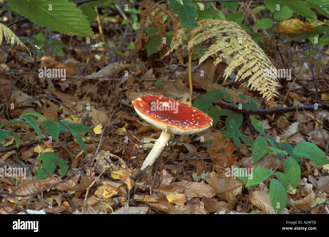 Fly Agaric fungi Rough Common Nature Reserve Blean Kent England Stock ...