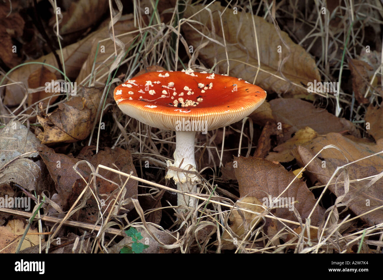 Fly Agaric fungi Rough Common Nature Reserve Blean Kent England Stock ...
