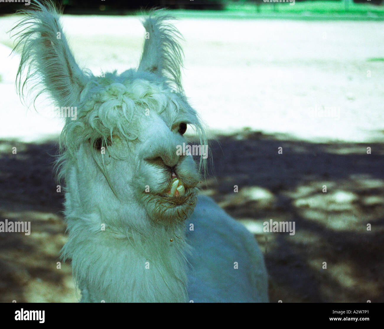 Stock Photo Llamas at the zoo Palermo Buenos Aires Argentina Stock ...