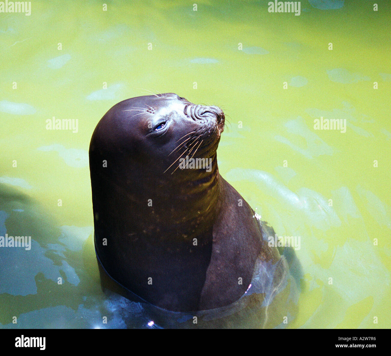 Stock photo of a seal posing for the camera Argentina Stock Photo - Alamy