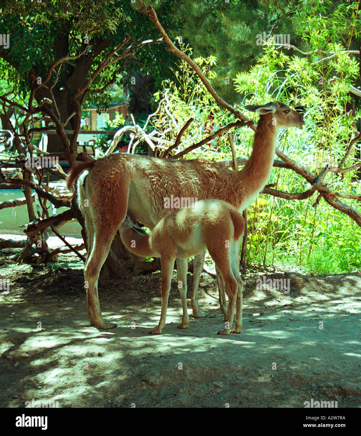 Stock Photo Llamas at the zoo Palermo Buenos Aires Argentina Stock ...