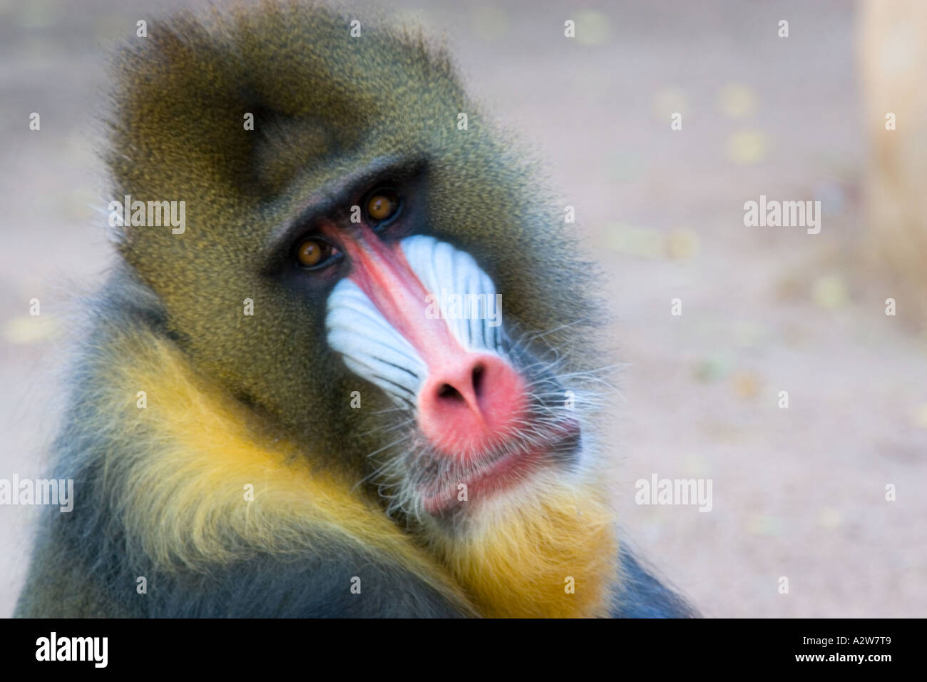 Mandrill Mandrillus Sphinx Stock Photo - Alamy