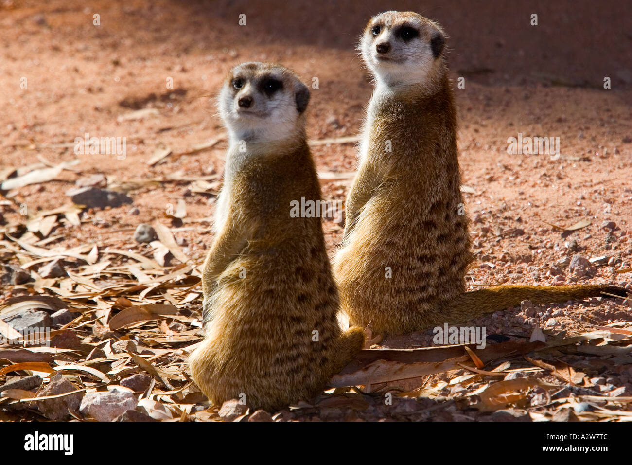 Meerkat sitting hi-res stock photography and images - Alamy