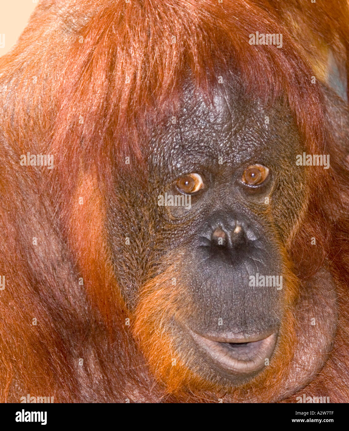 Cheek flap hi-res stock photography and images - Alamy