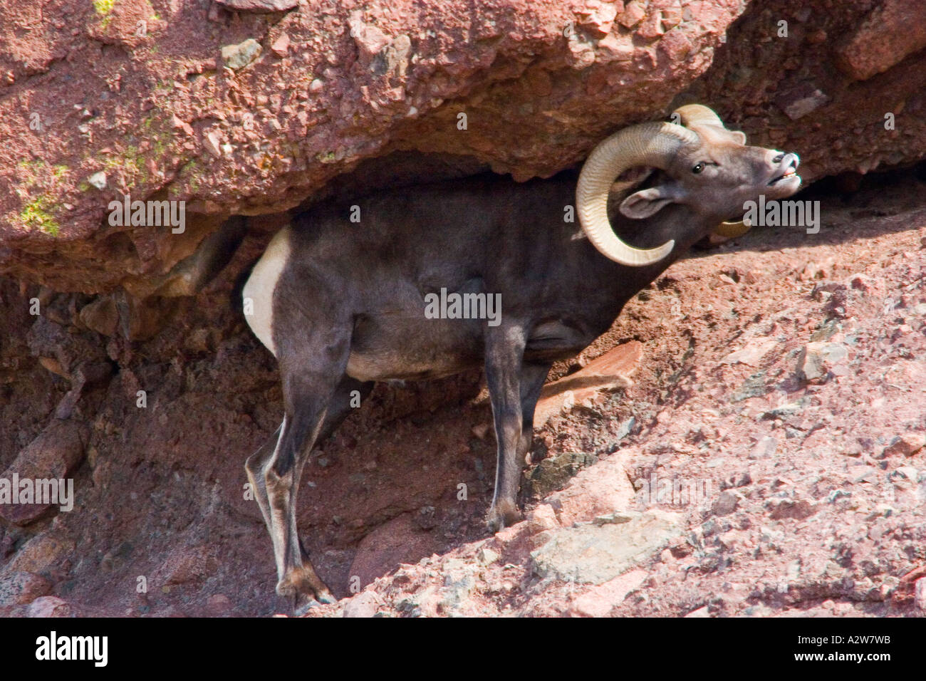 Stone sheep ovis dalli stonei ram hi-res stock photography and images ...