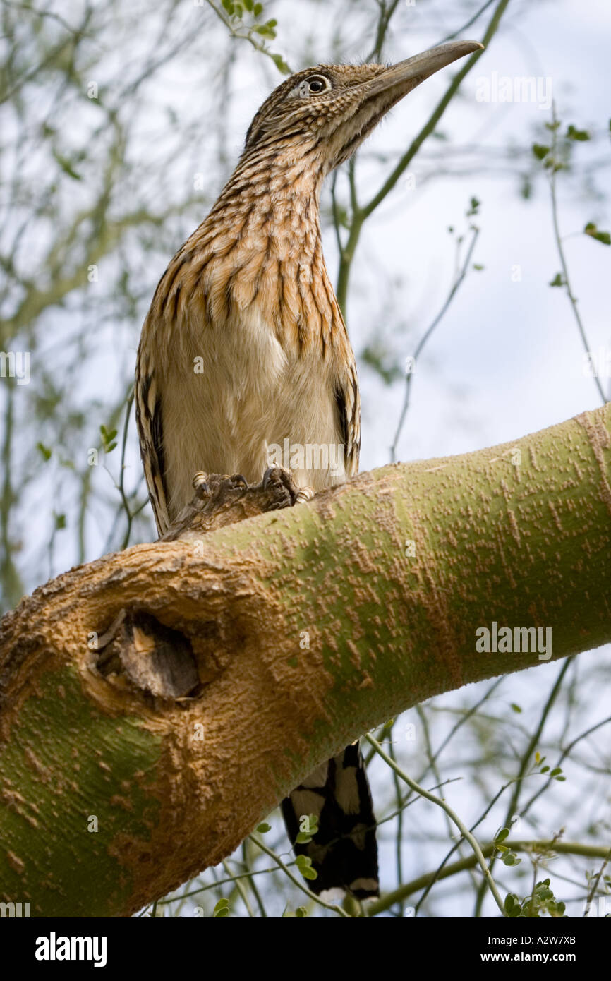 Arizona road runner snake hi-res stock photography and images - Alamy