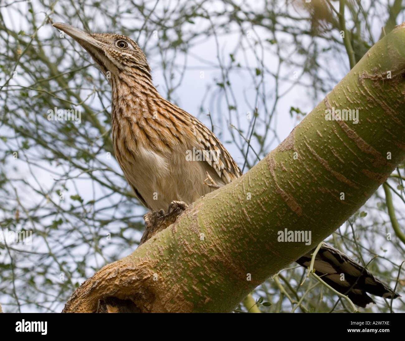 Roadrunner snake hi-res stock photography and images - Alamy
