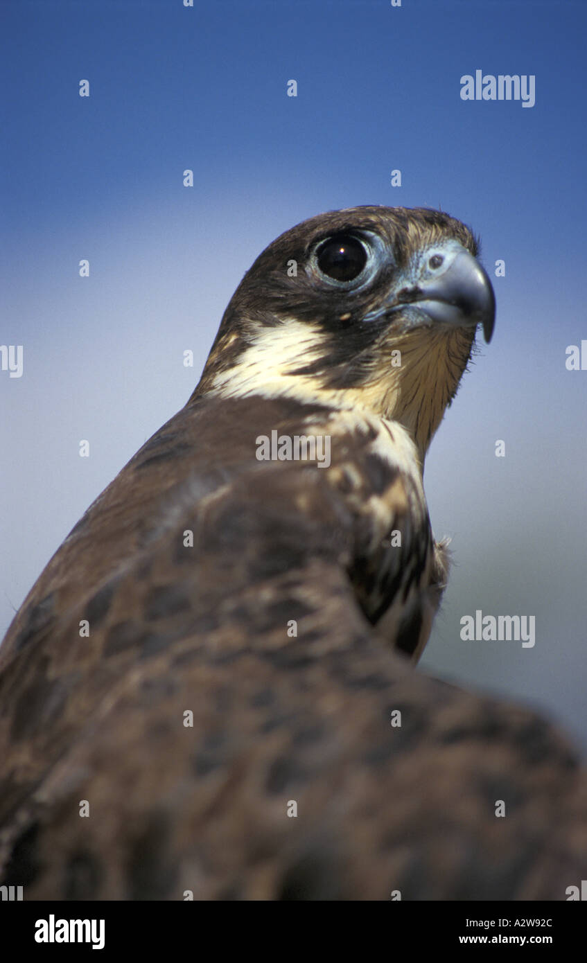 Eleonora s falcon Stock Photo - Alamy