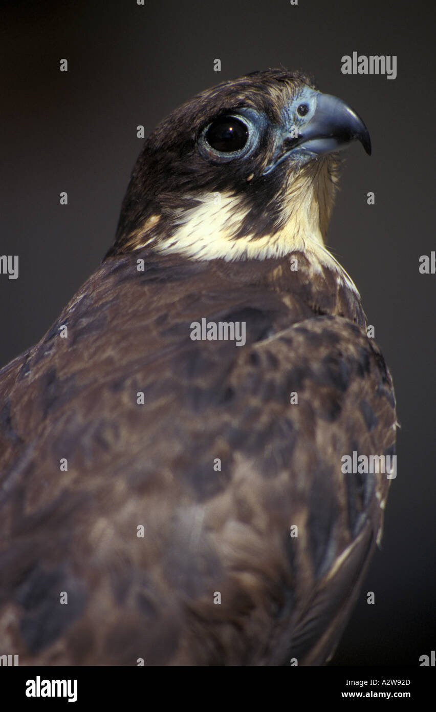 Eleonora s falcon Stock Photo - Alamy