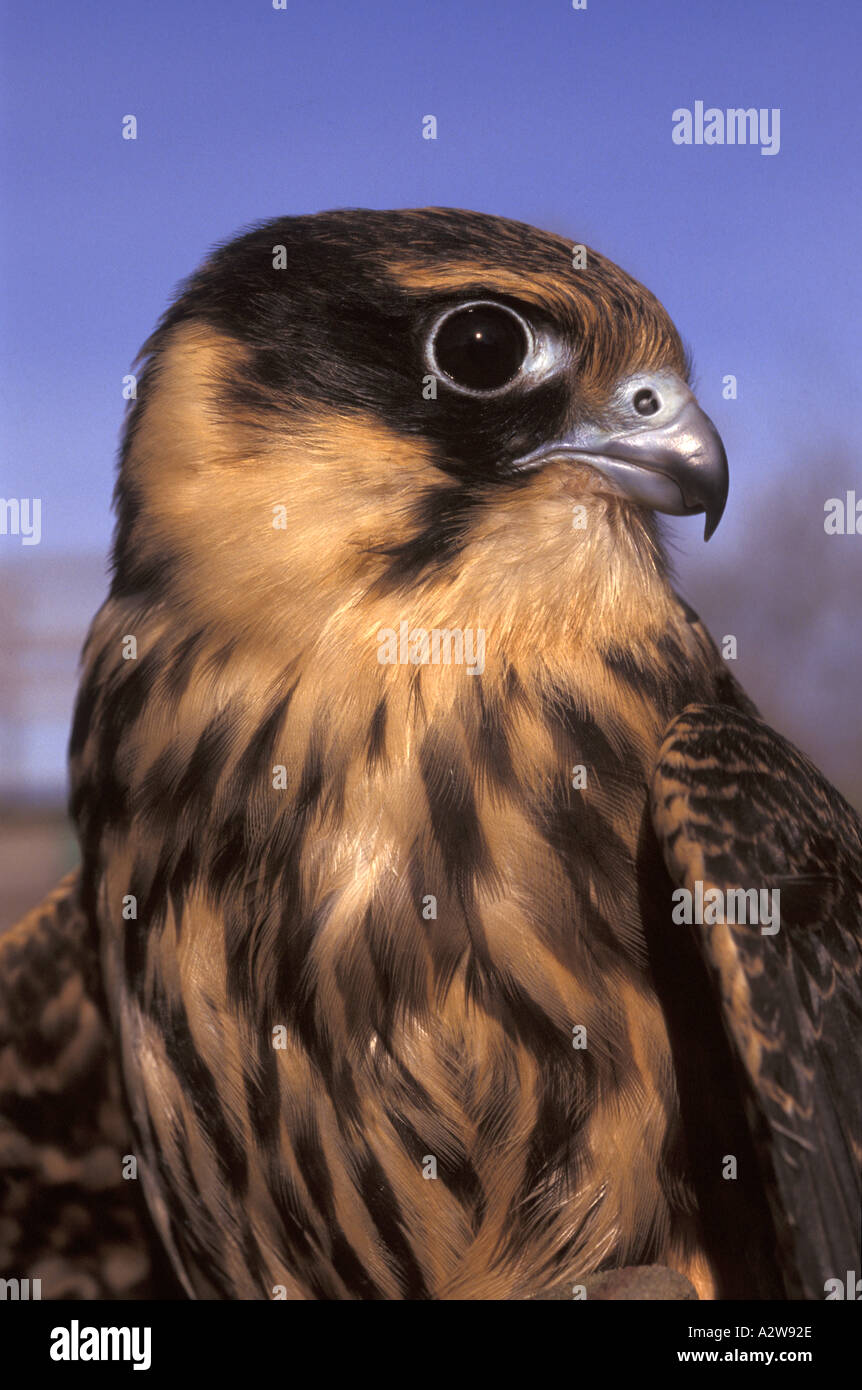 Hobby hawk hi-res stock photography and images - Alamy