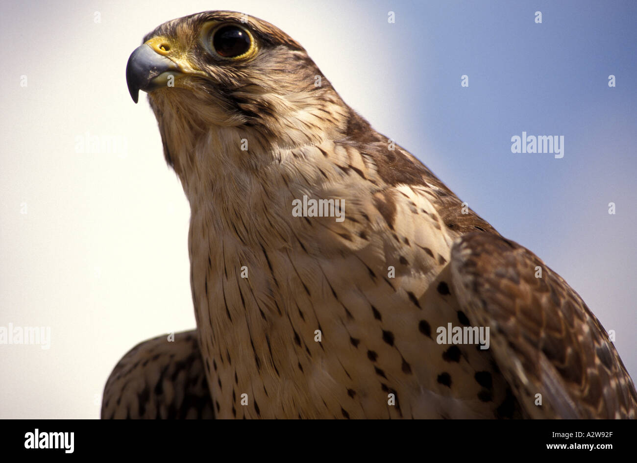 Falco lanario hi-res stock photography and images - Alamy