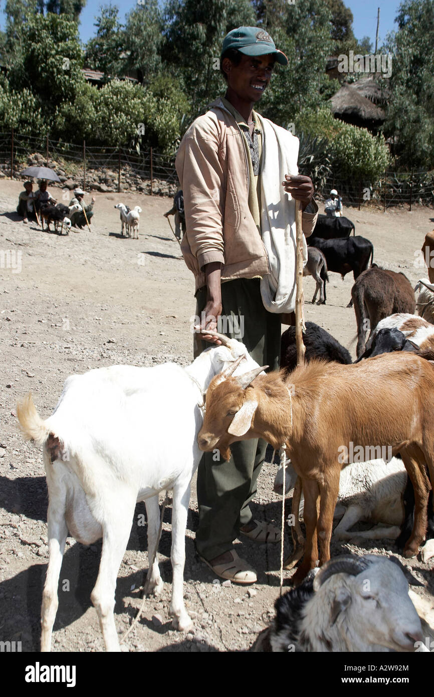 Man with goats at market in Lalibela Ethiopia Africa Stock Photo - Alamy