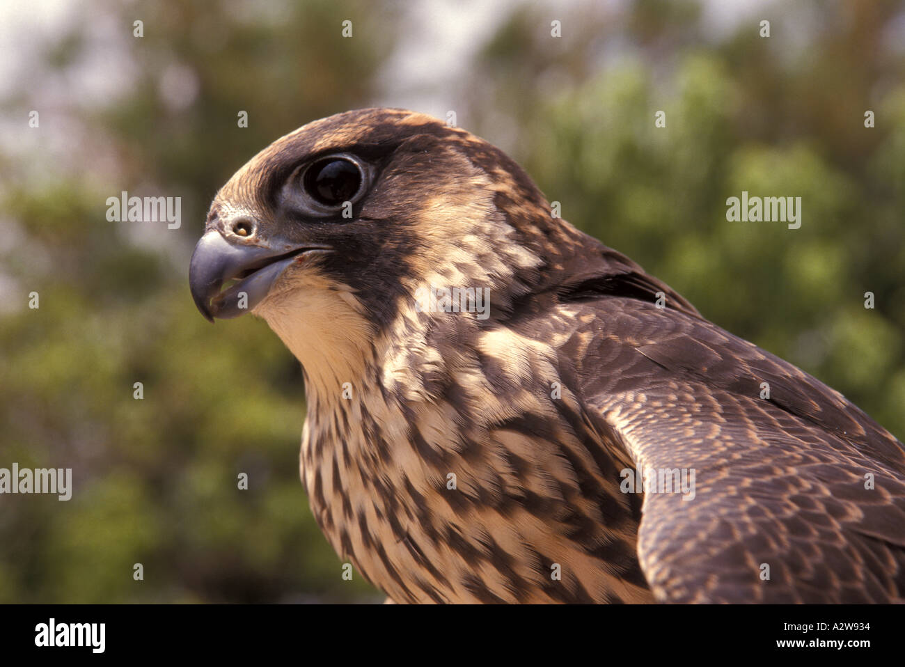 Falco pellegrino hi-res stock photography and images - Alamy
