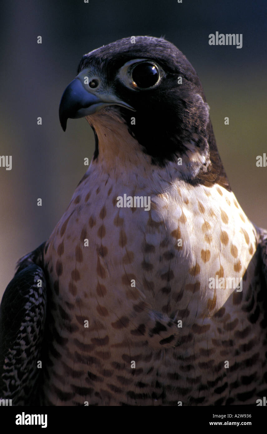 Falco peregrinus falco pellegrino hi-res stock photography and images ...